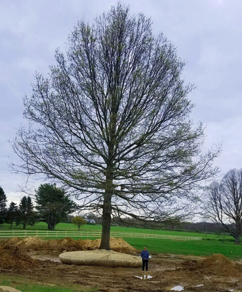 Brummer's Tree & Shrub, LLC - Brummer's Tree Service